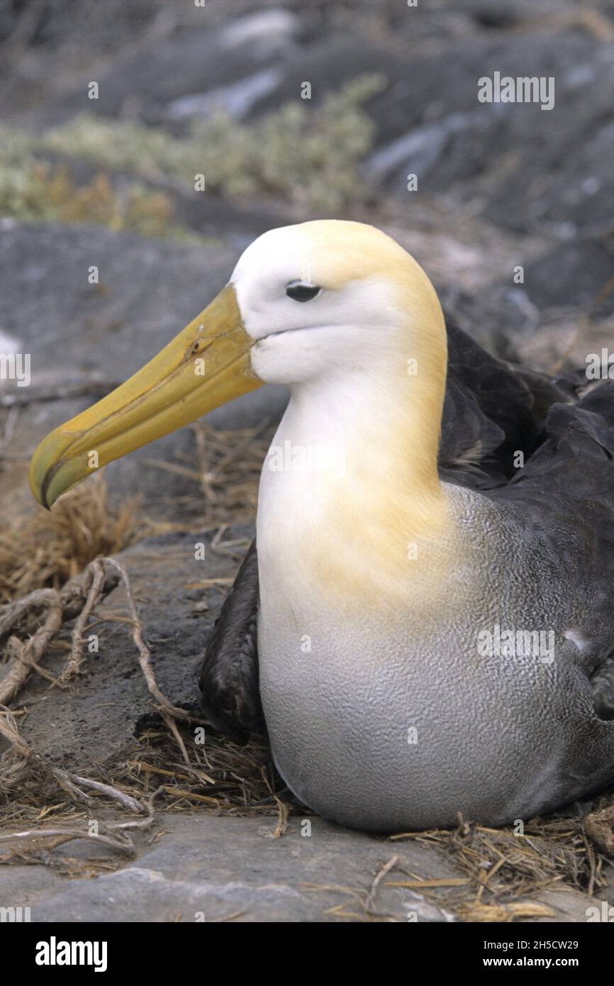 Wandering Albatros, Snowy Albatross (Diomedea exulans), rests on the ...