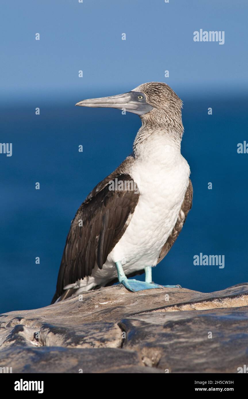 Blue Footed Booby Sula Nebouxii Perched On A Rock At The Coast