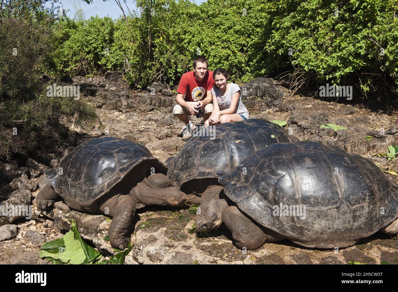 Galapagos tortoise, Galapagos giant tortoise (Chelonoidis nigra ...