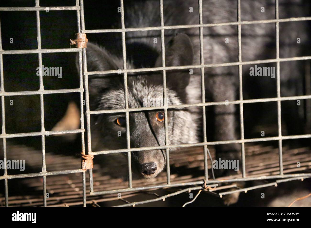 Grey fox fur hi-res stock photography and images - Alamy