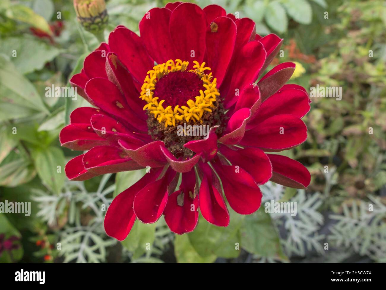Creeping Zinnia, Narrow-leaf zinnia, Narrowleaf Zinnia, Narrowleaved ...