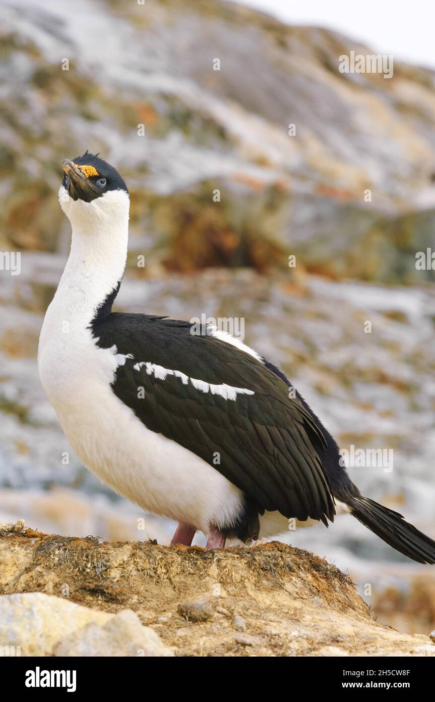 blue-eyed cormorant (Phalacrocorax atriceps, Leucocarbo atriceps), on ...