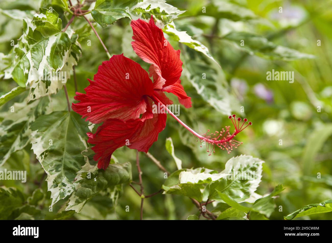 Chinese hibiscus (Hibiscus rosa-sinensis 'Variegata', Hibiscus rosa ...