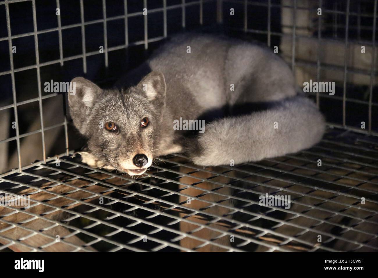 red fox (Vulpes vulpes), Grey fox at a fur farm, Poland Stock Photo - Alamy