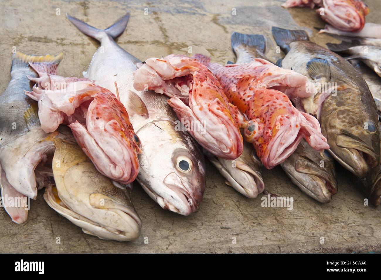 range of fish at the fish market of Isla Santa Cruz, Ecuador, Galapagos ...