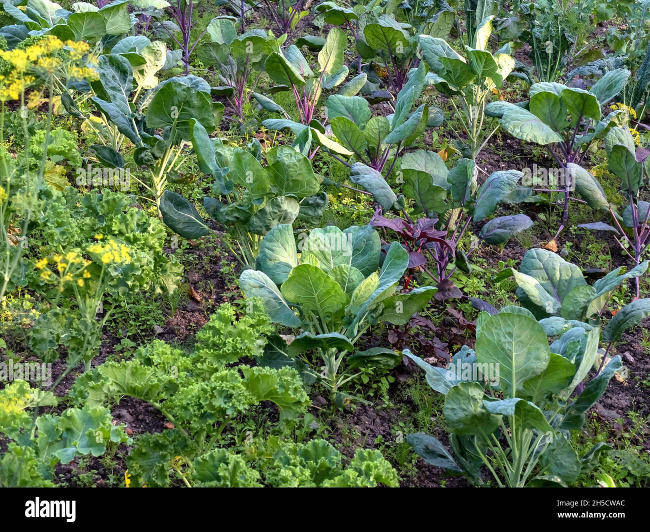 wild cabbage (Brassica oleracea), vegetable with cabbage and dill ...