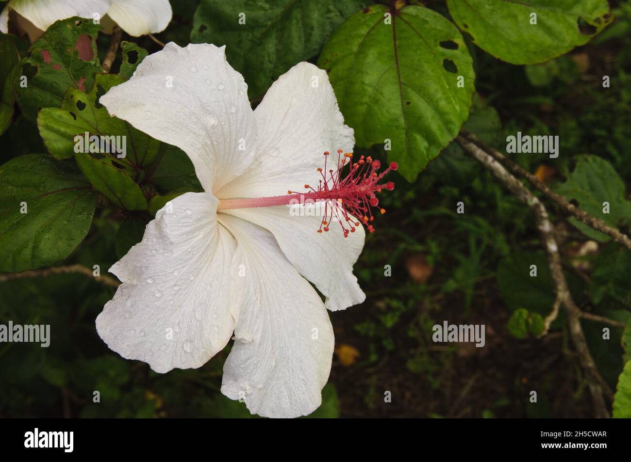 Cook islands flowers hi-res stock photography and images - Alamy