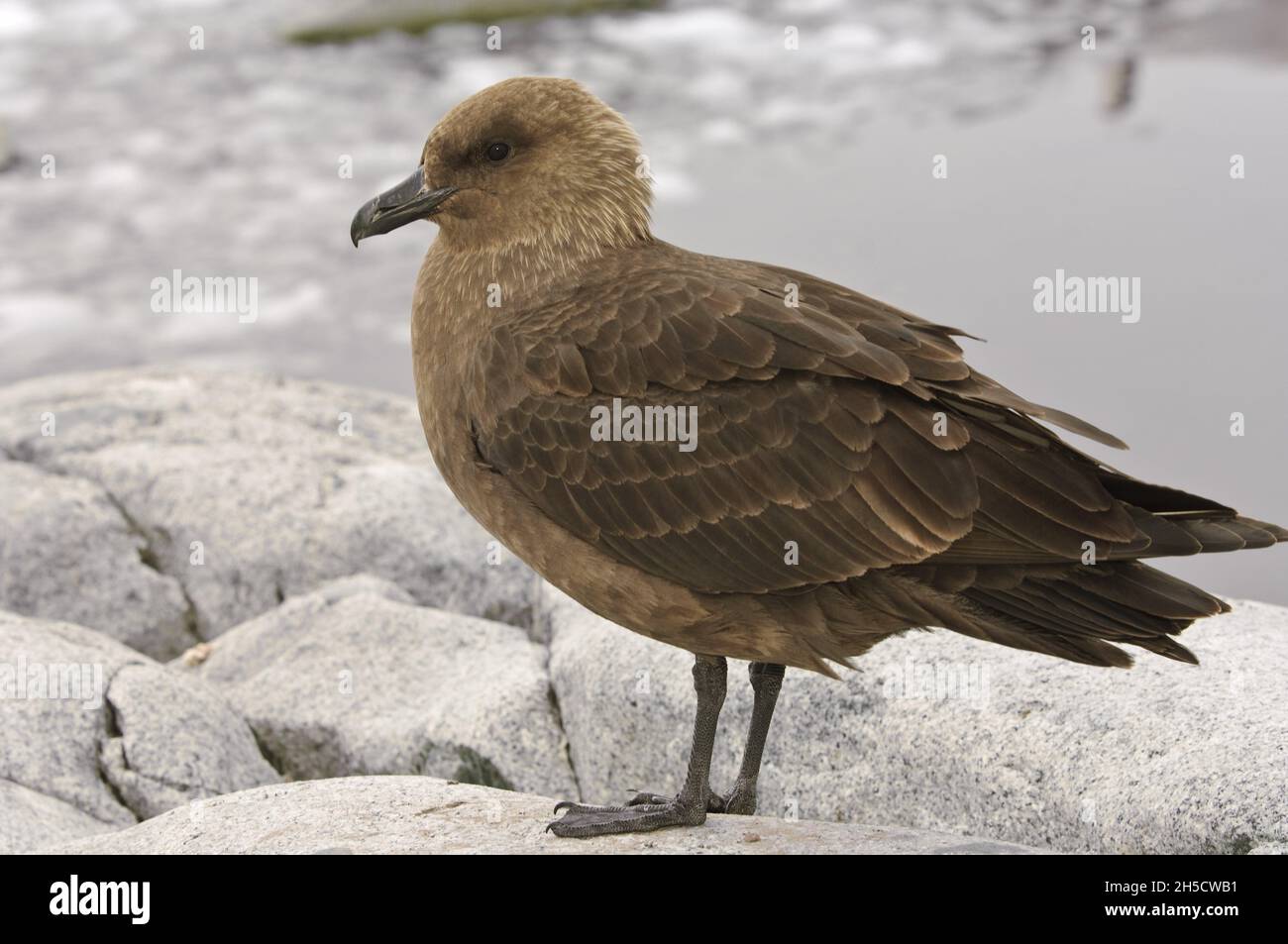 Antarctic skua, Brown skua, Subantarctic skua, Southern great skua, Southern skua, Hakoakoa ...