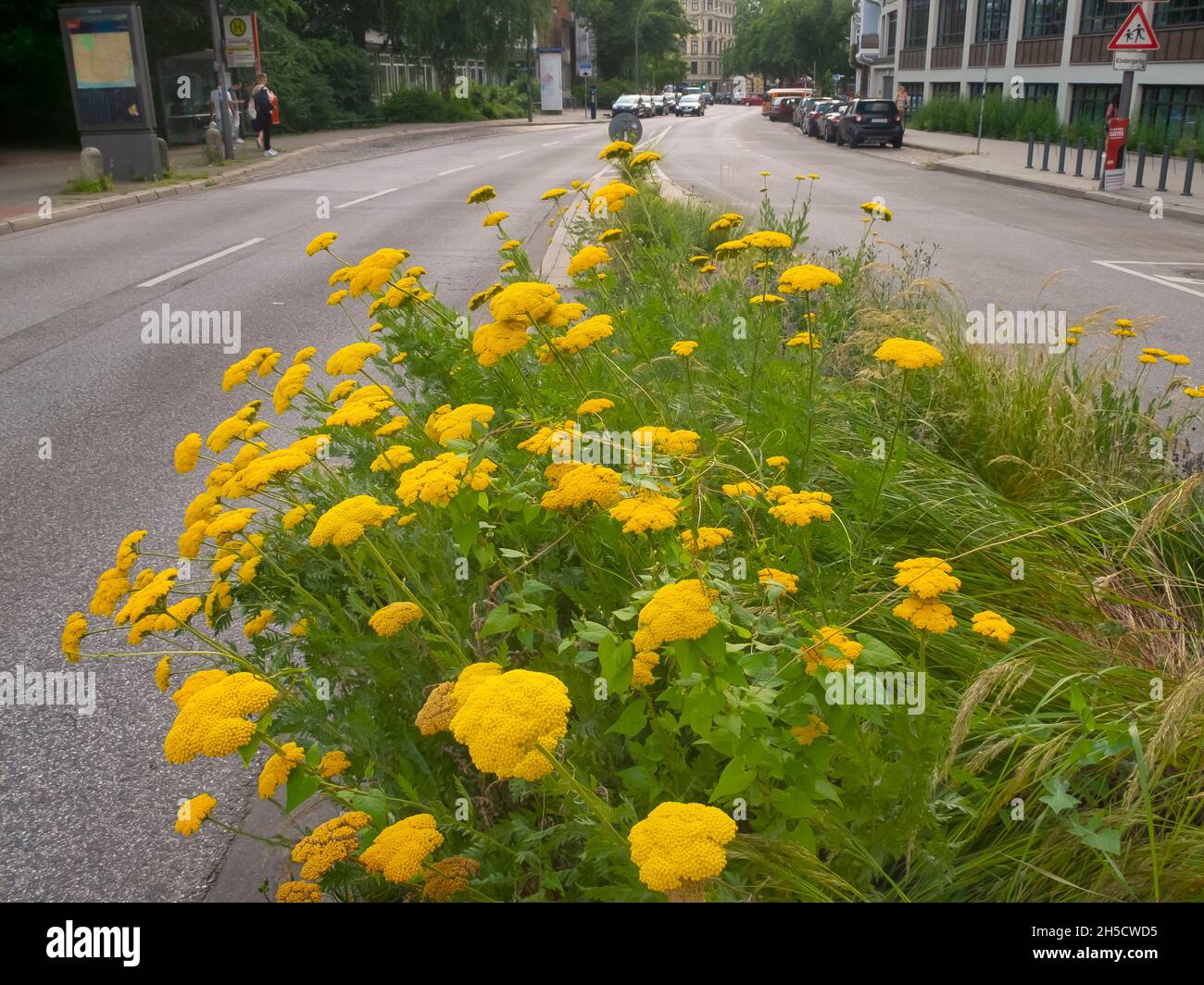 Fern-leaf yarrow (Achillea filipendulina), blooming centre stripe ...