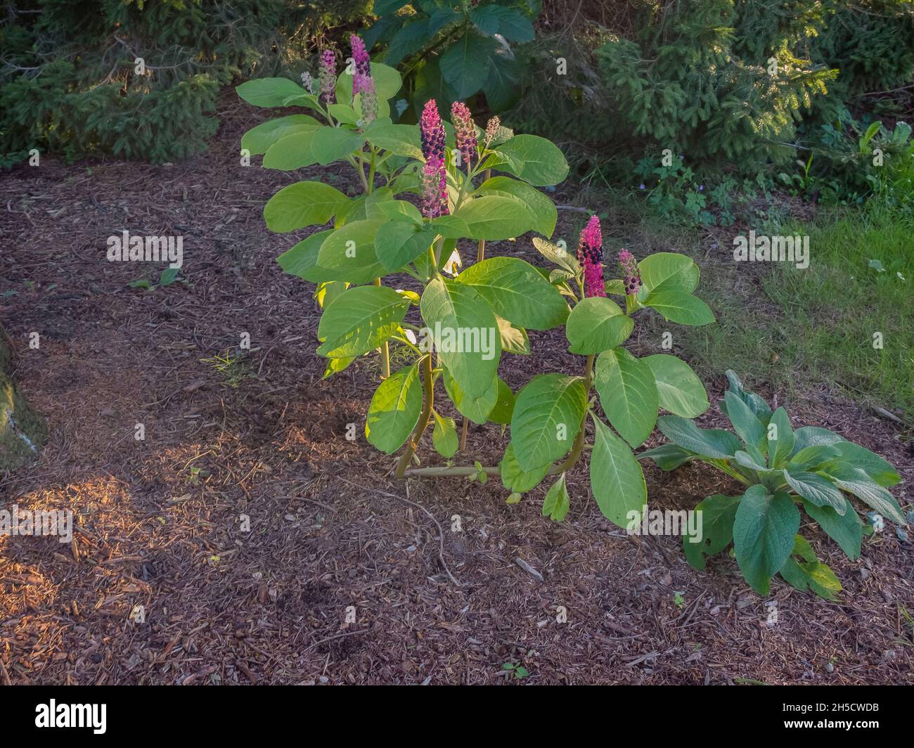 Indian pokeweeds hi-res stock photography and images - Alamy