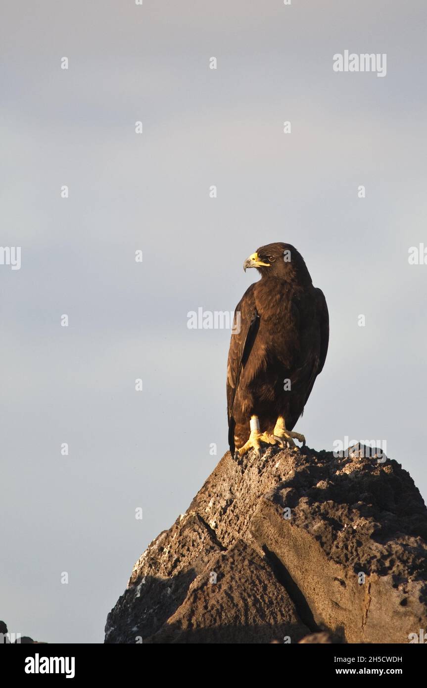 Hawks of ecuador hi-res stock photography and images - Alamy