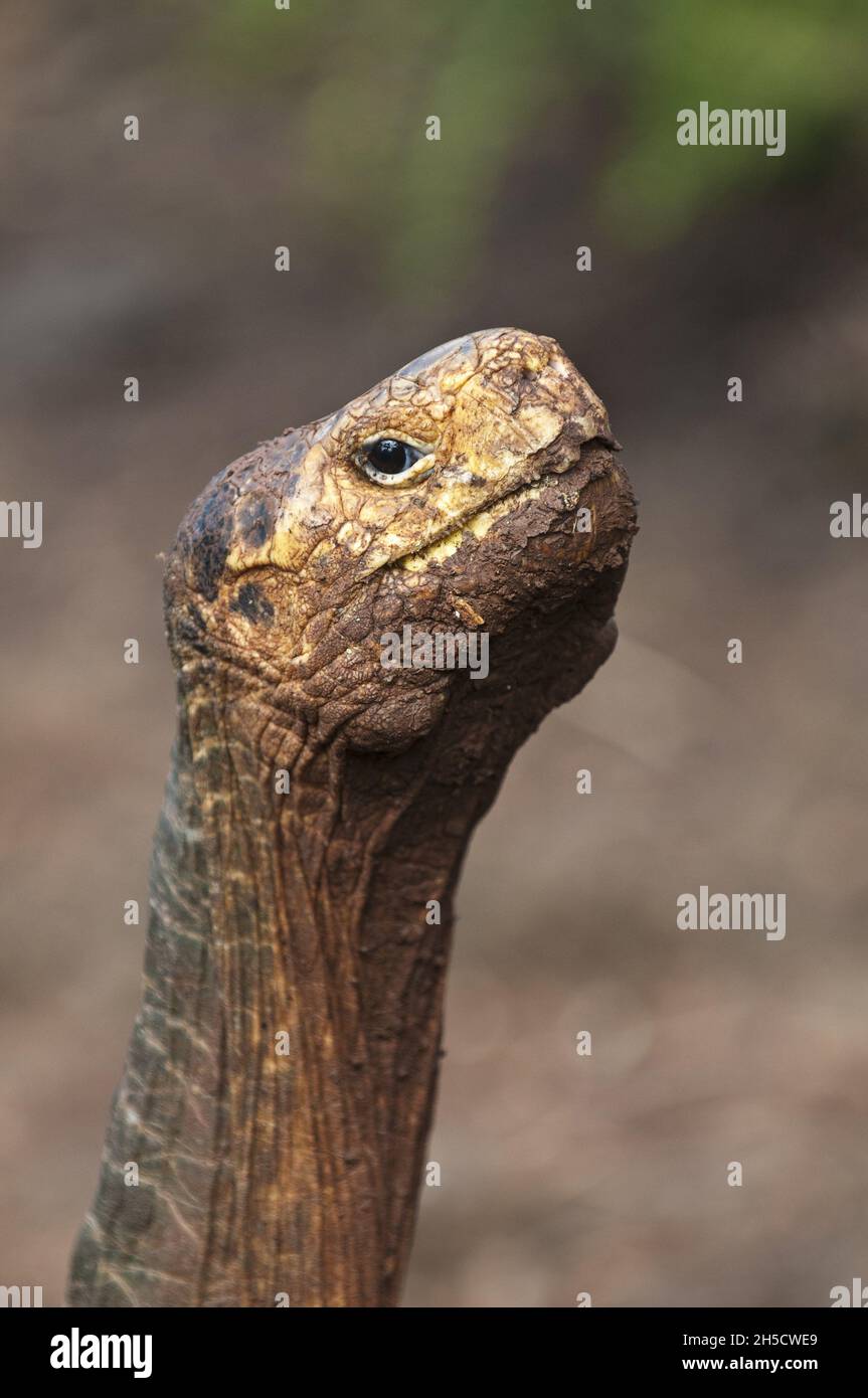 Galapagos tortoise, Galapagos giant tortoise (Chelonoidis nigra ...