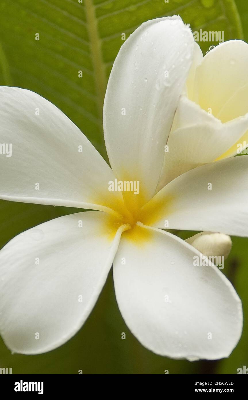 Fiji flower hi-res stock photography and images - Alamy