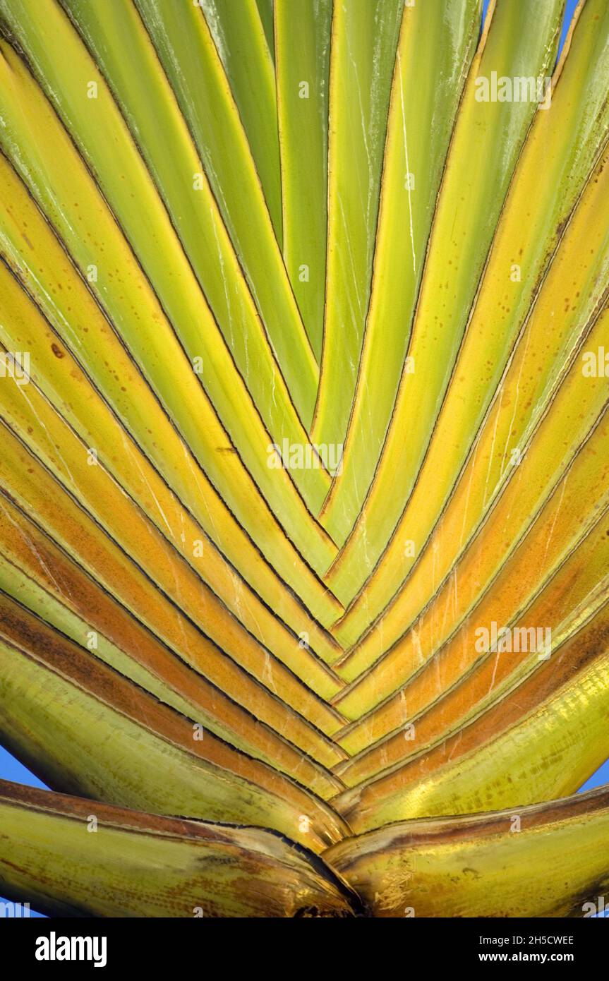 traveller's tree (Ravenala madagascariensis), detail, Netherlands ...