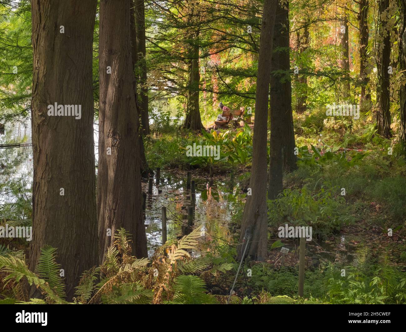 Pond Cypress, Pond Baldcypress (Taxodium ascendens, Taxodium distichum ...