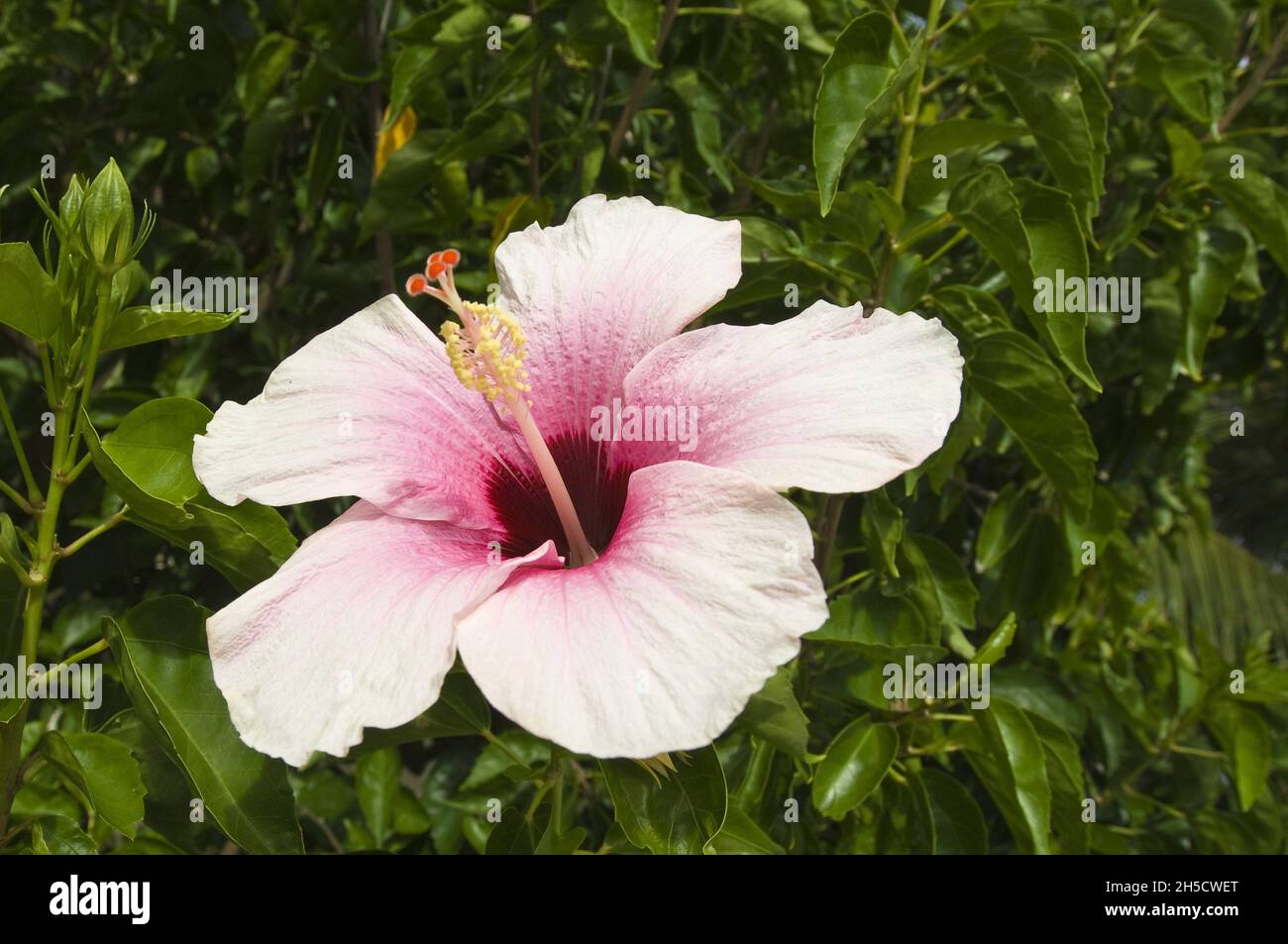 Chinese hibiscus (Hibiscus rosa-sinensis), flower, Cook Islands Stock ...