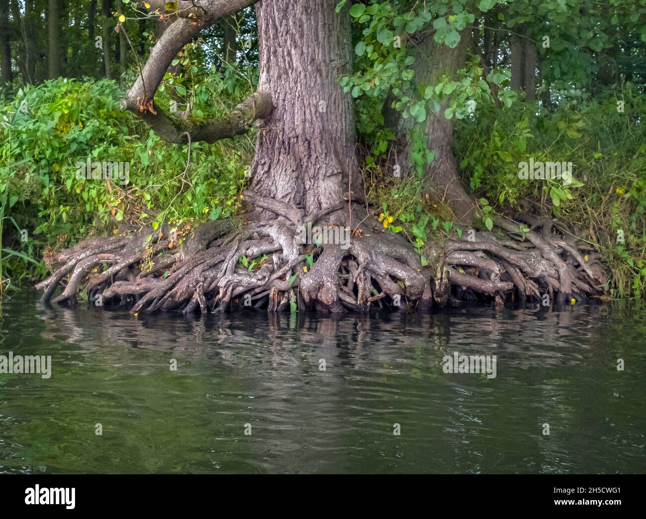 common alder, black alder, European alder (Alnus glutinosa), tree roots ...