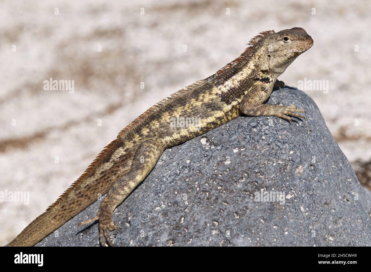 Galapagos Lava Lizard, Albemarle lava lizard (Microlophus albemarlensis ...