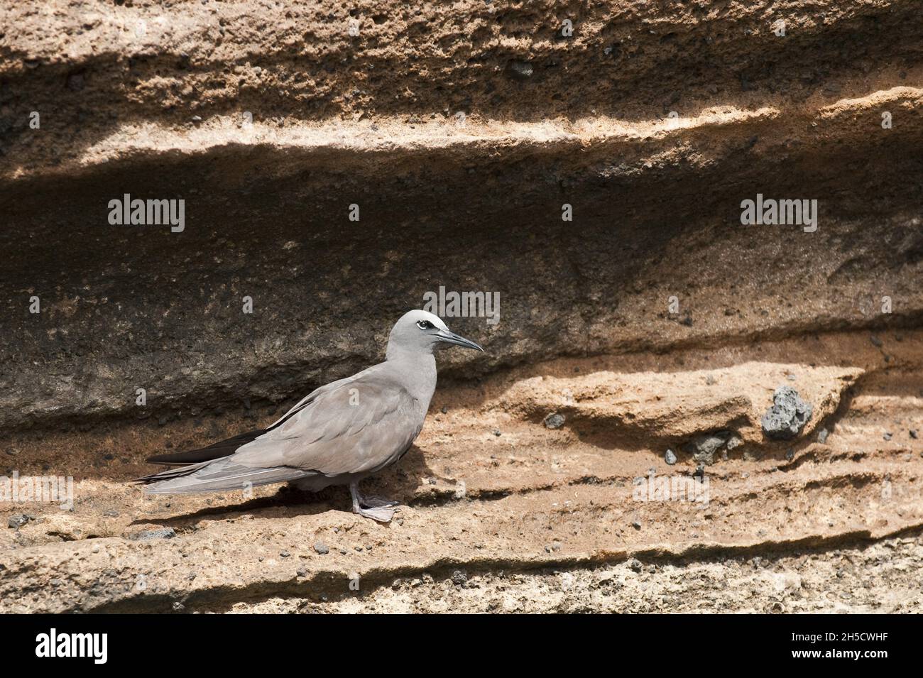 Common noddy, Brown Noddy (Anous stolidus), perched on rocky coast ...