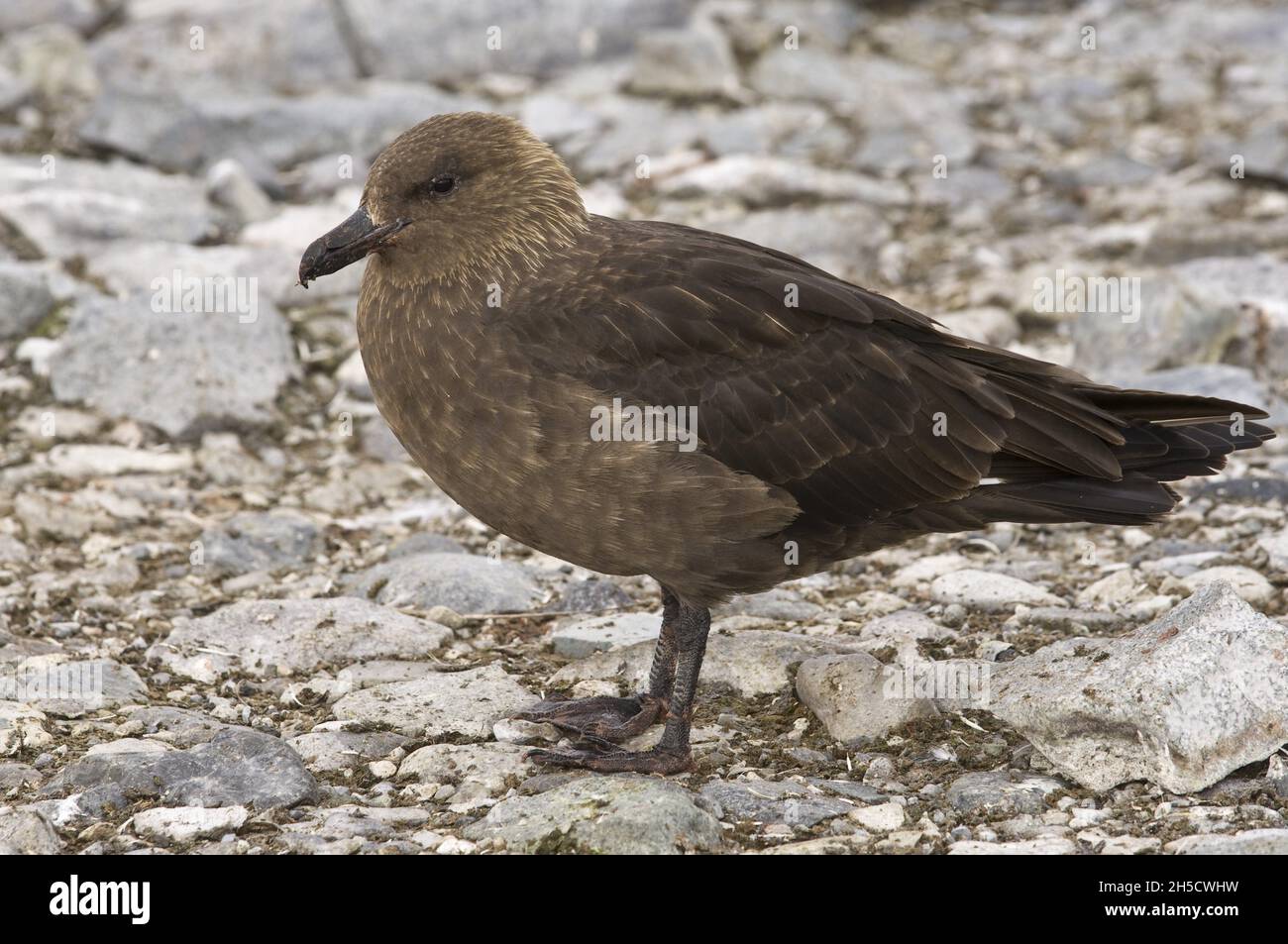 Antarctic skua, Brown skua, Subantarctic skua, Southern great skua, Southern skua, Hakoakoa ...