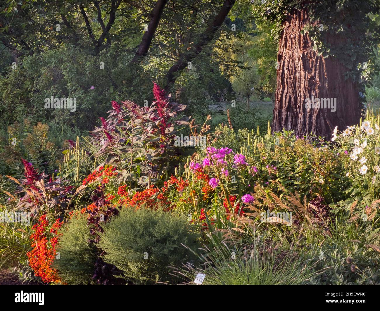 flowerbed in Botanical Garden, Germany, Hamburg, Flottbek Stock Photo ...