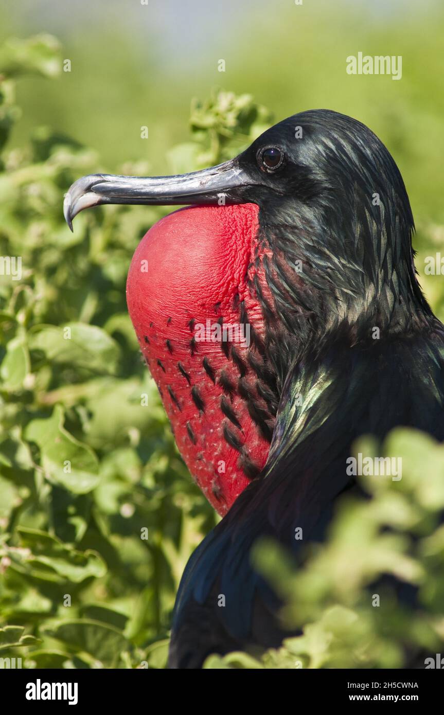 magnificent frigate bird (Fregata magnificens), male with inflated ...