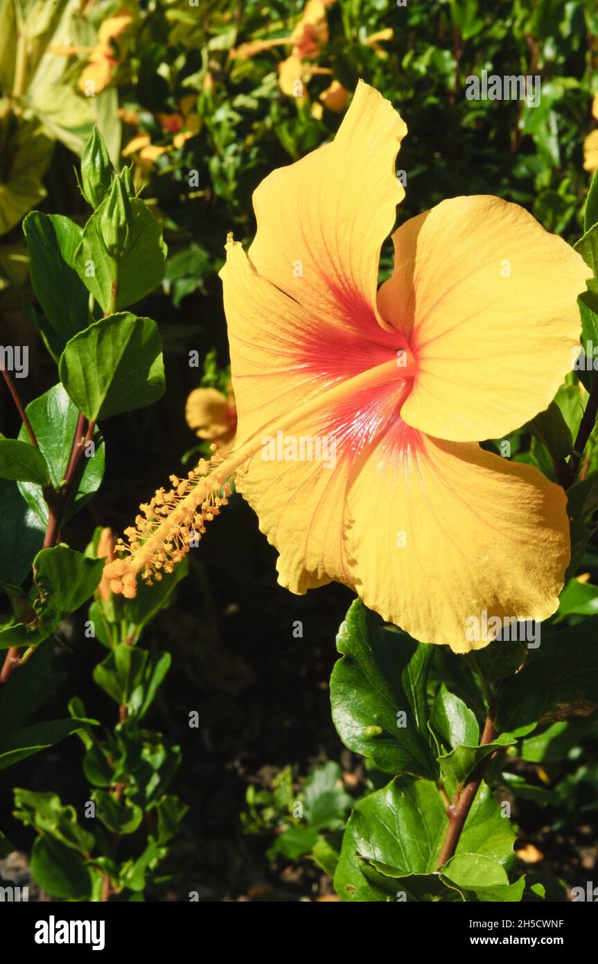 Chinese hibiscus (Hibiscus rosa-sinensis), flower, Cook Islands Stock ...