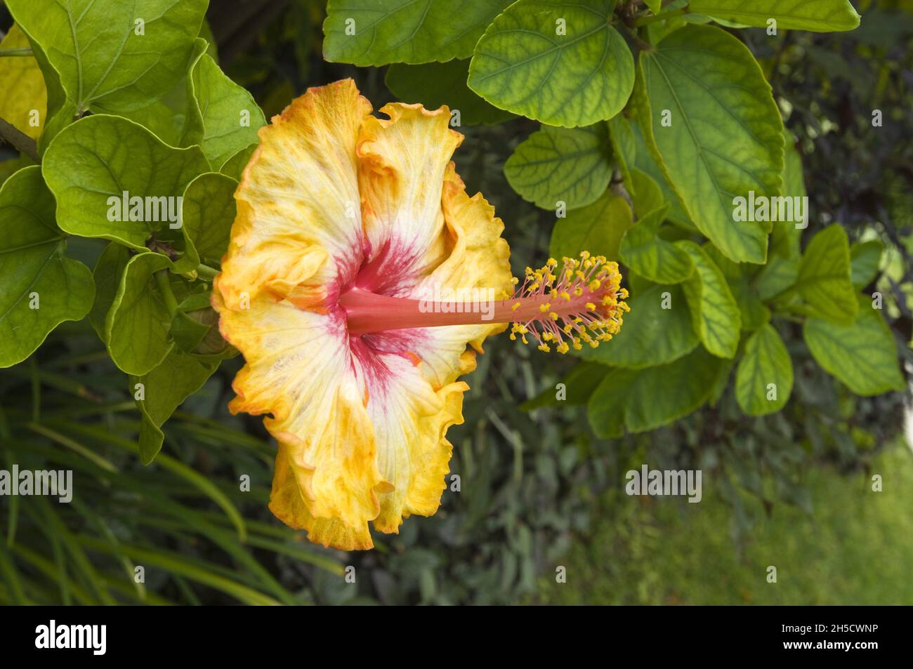 Chinese hibiscus (Hibiscus rosa-sinensis), flower, Cook Islands Stock ...