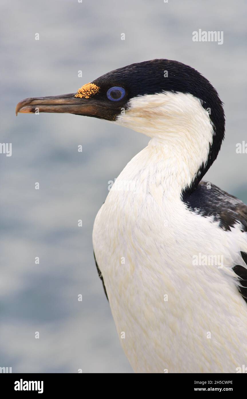 blue-eyed cormorant (Phalacrocorax atriceps, Leucocarbo atriceps ...