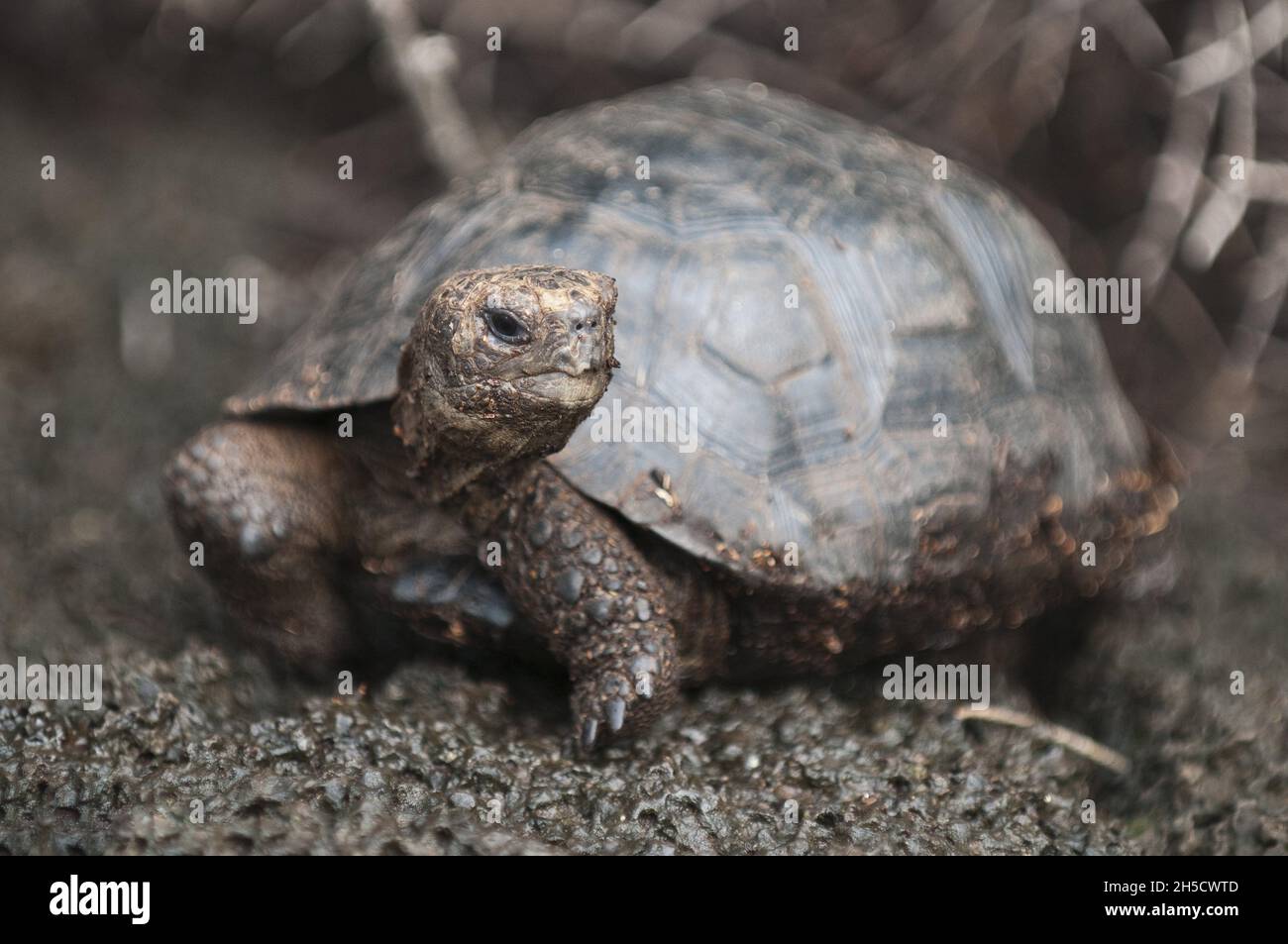 Galapagos tortoise, Galapagos giant tortoise (Chelonoidis nigra ...