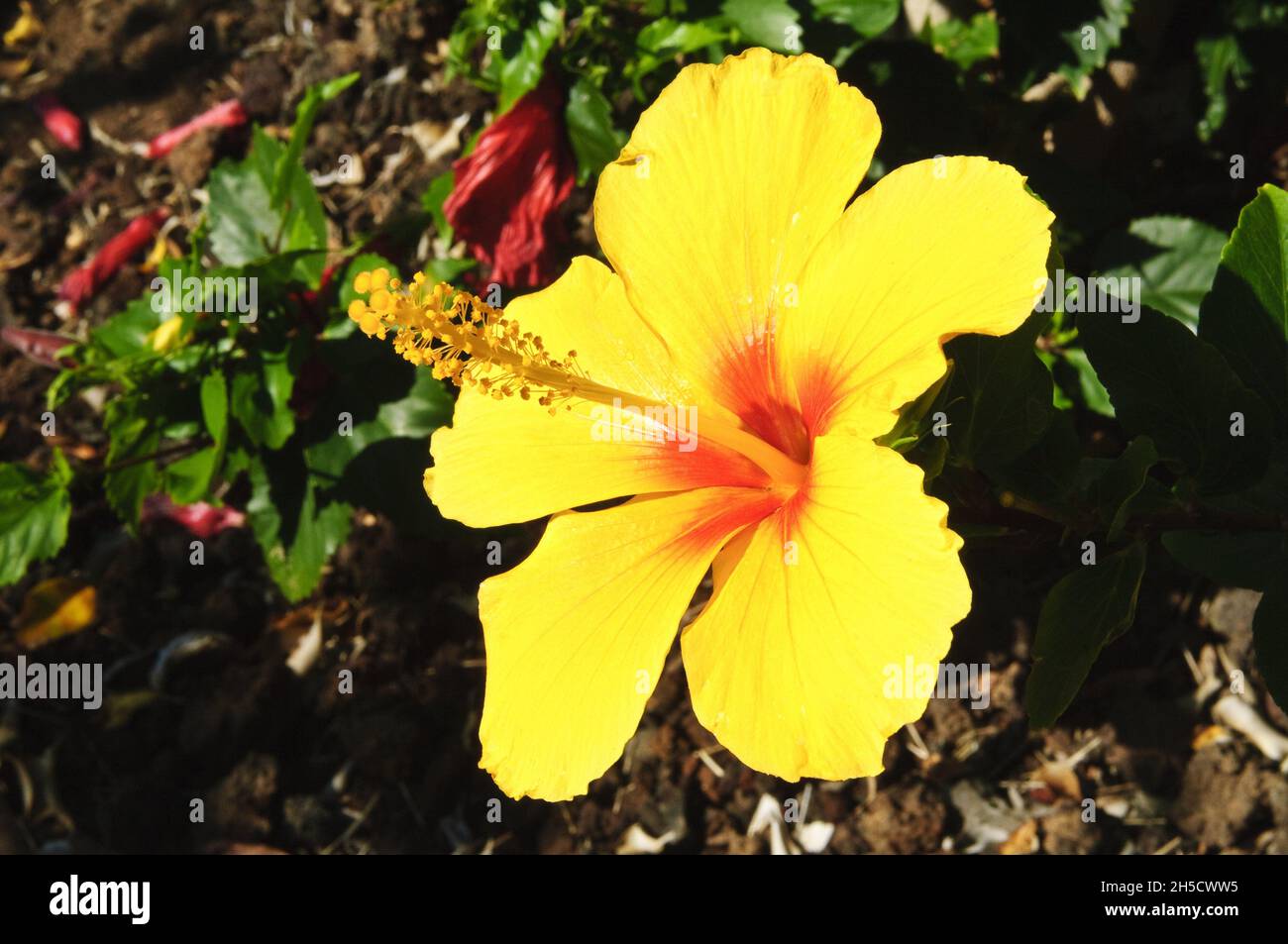 Chinese hibiscus (Hibiscus rosa-sinensis), flower, Cook Islands Stock ...