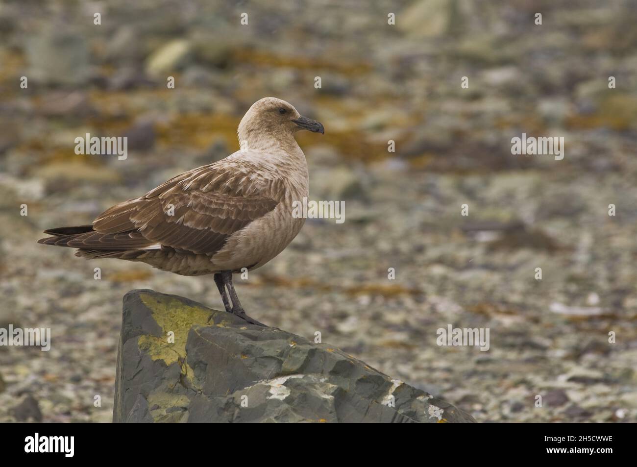 Antarctic skua, Brown skua, Subantarctic skua, Southern great skua, Southern skua, Hakoakoa ...