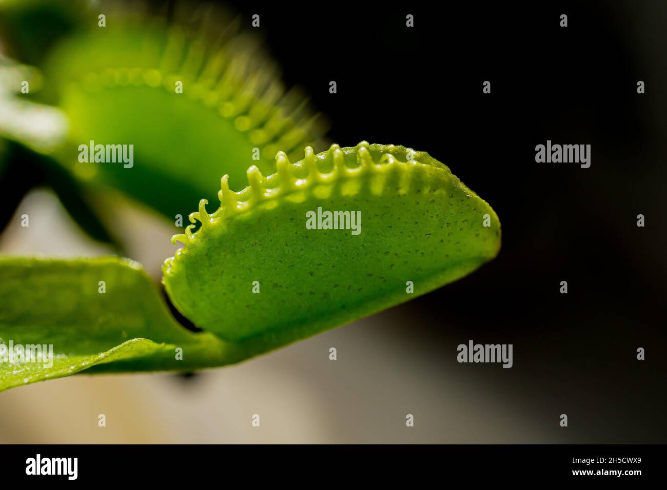 Small venus flytrap hi-res stock photography and images - Alamy