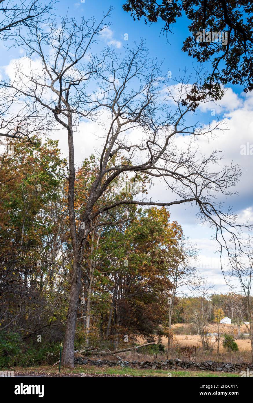 A dead tree in fall at the Gettysburg National Military Park on a sunny ...