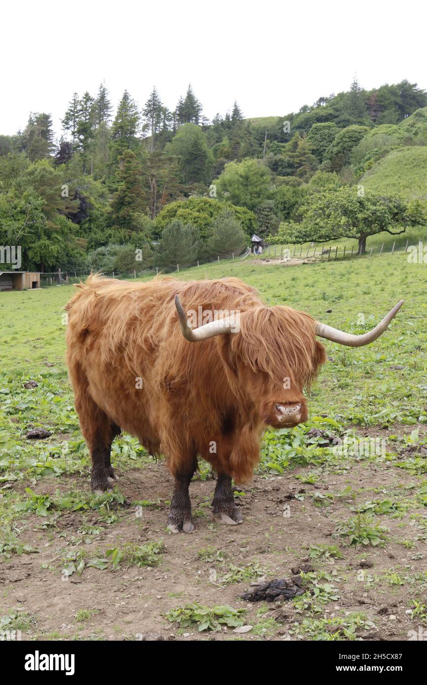 Highland Cow, Scotland Stock Photo - Alamy