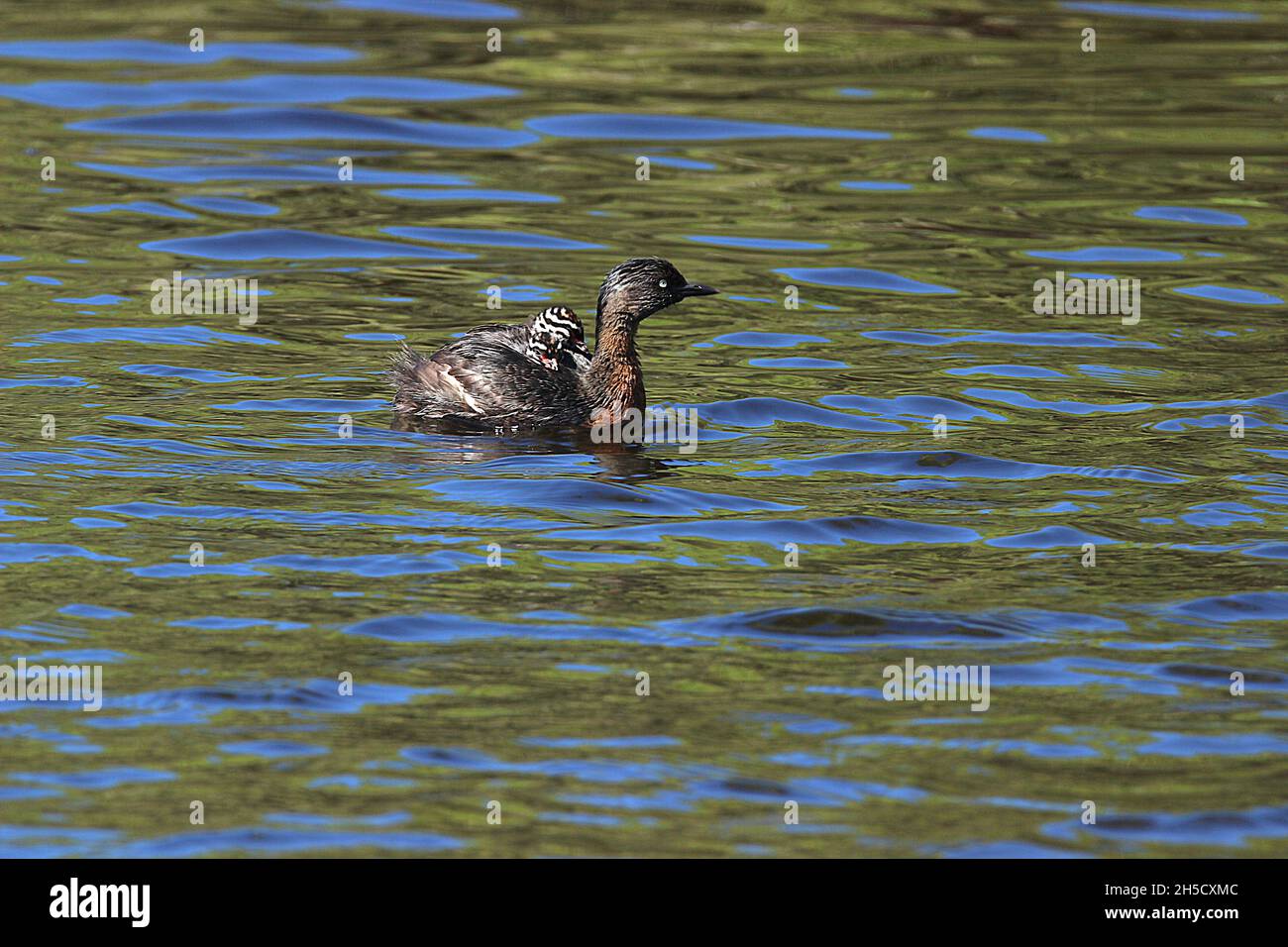 Little grebe / dabchick (Poliocephalus rufopectus) with chicks Stock ...