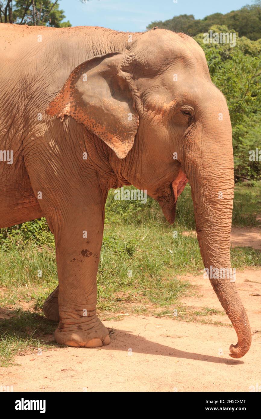 Vertical shot of an elephant in Thailand Stock Photo - Alamy