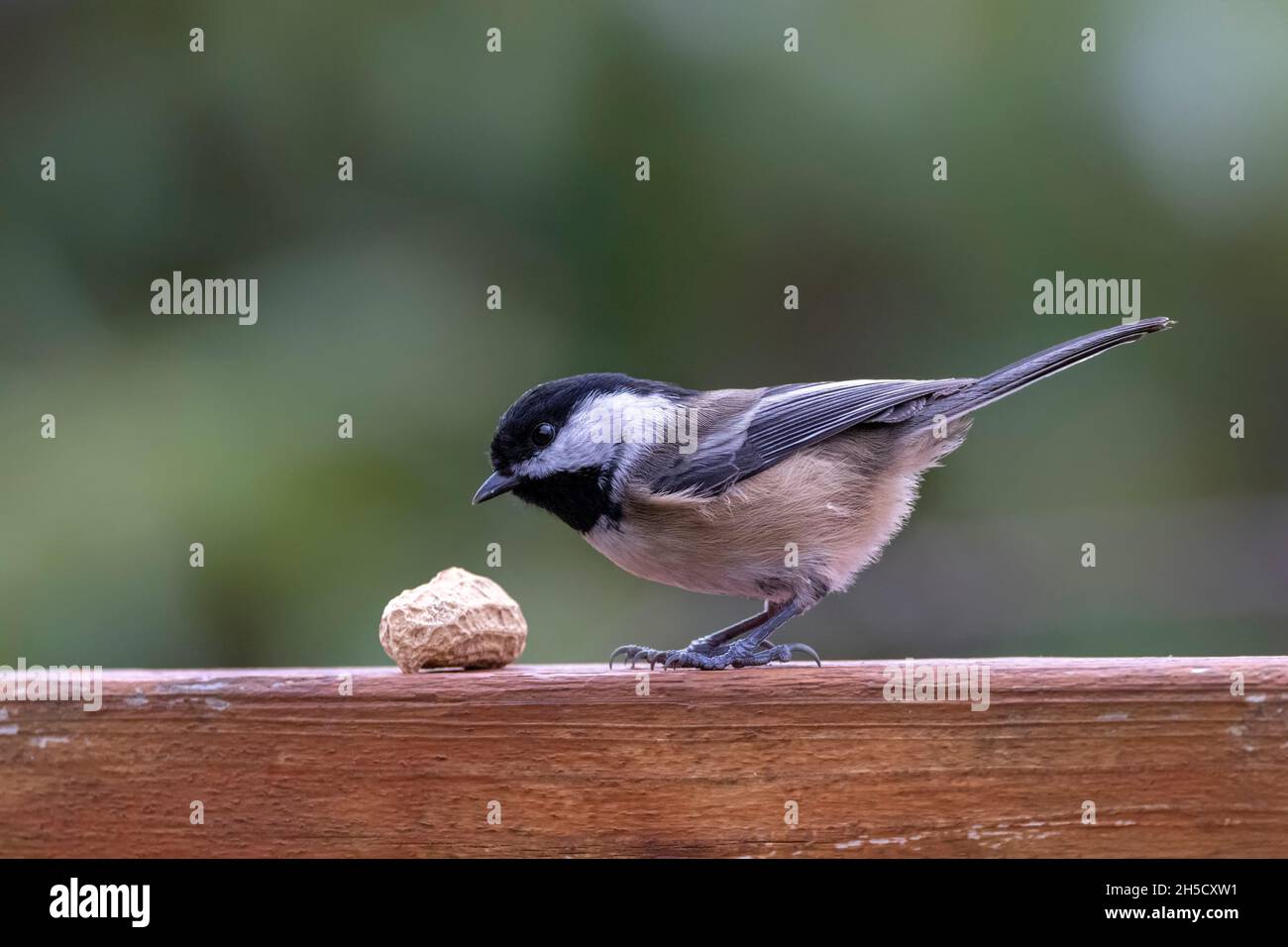 Black capped Chickadee bird at Vancouver BC Canada Stock Photo - Alamy