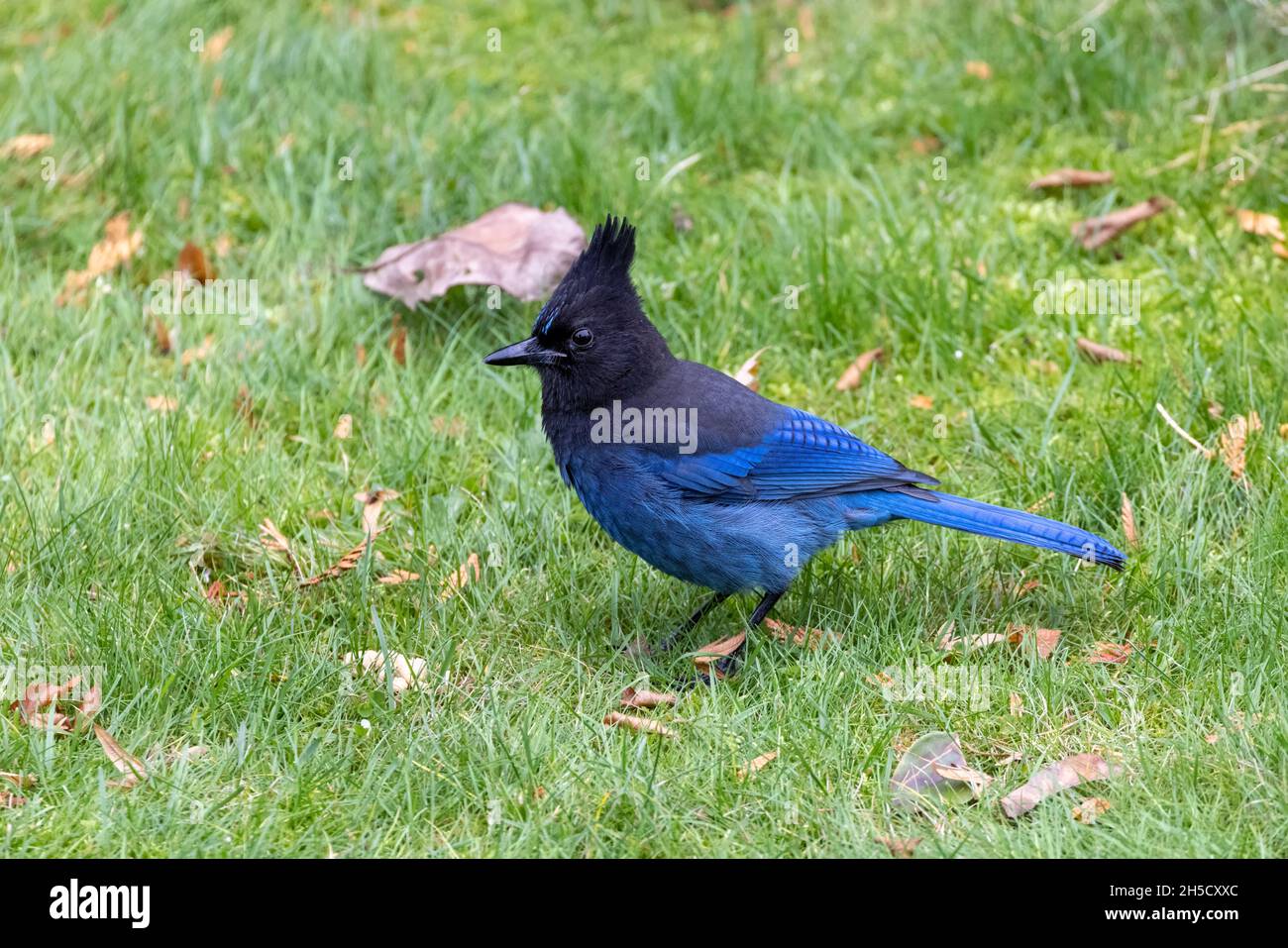 Steller's jay bird at Vancouver BC Canada Stock Photo - Alamy