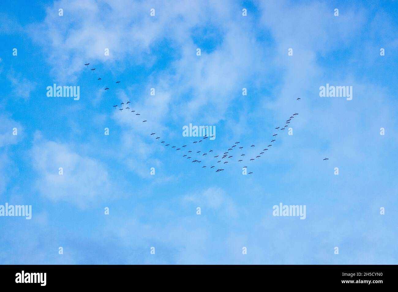 Birds in formation migrating south seen from below Stock Photo - Alamy