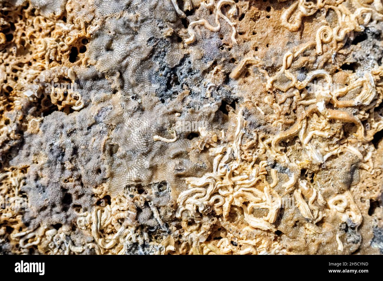 Calcareous tubes hi-res stock photography and images - Alamy