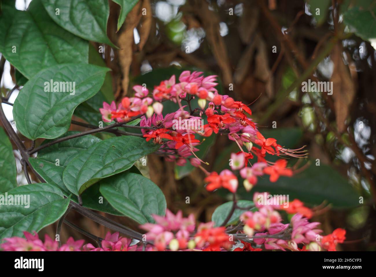 Daphnes flower on the tree. Daphnes are plants with a genus of between ...