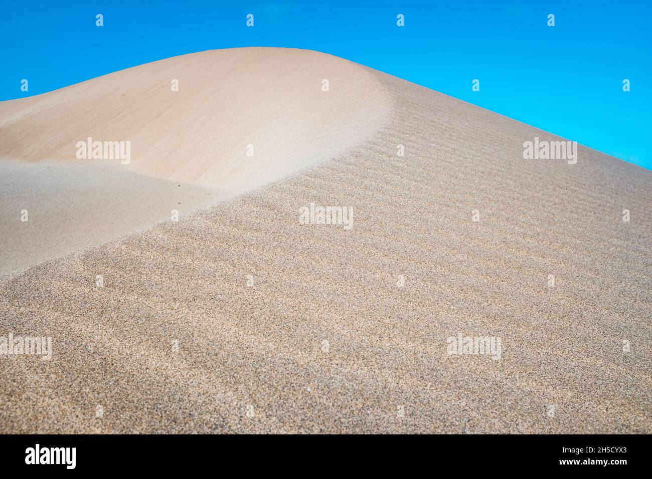 Fine sand blown by the wind creates dunes on the shores of the sea ...