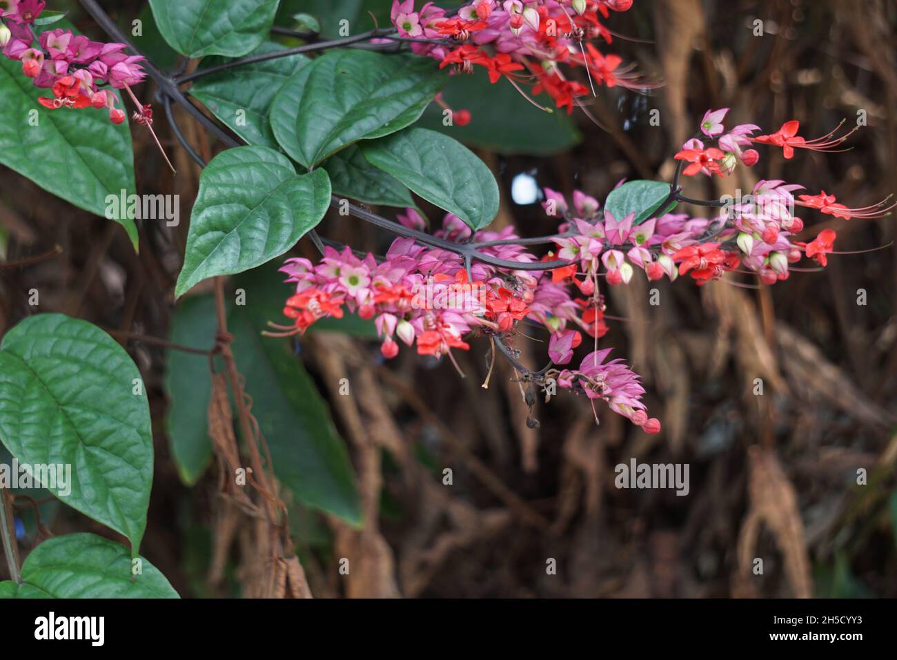 Daphnes flower on the tree. Daphnes are plants with a genus of between ...