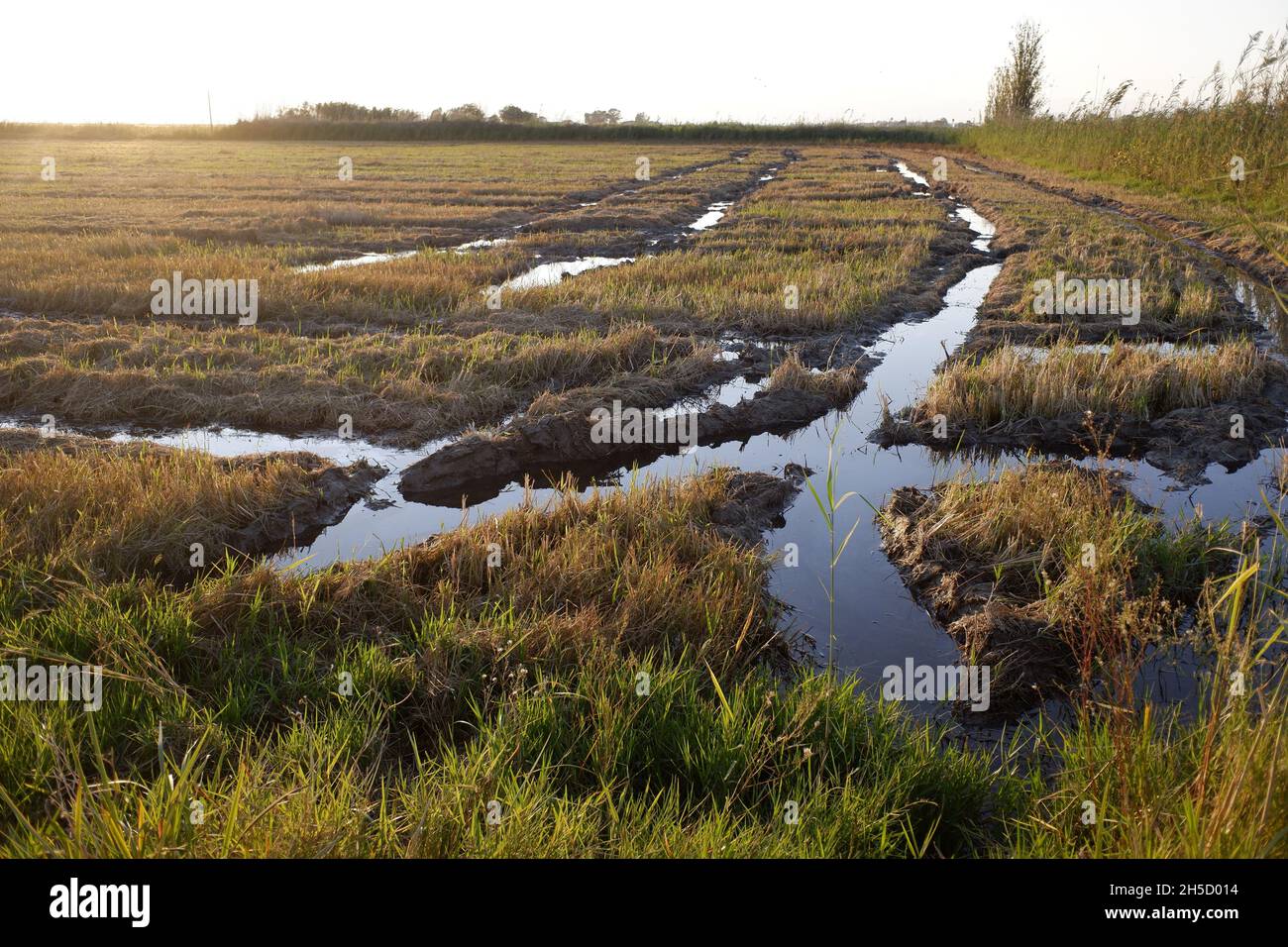 Rice fields flooded with irrigation water with plants already collected ...