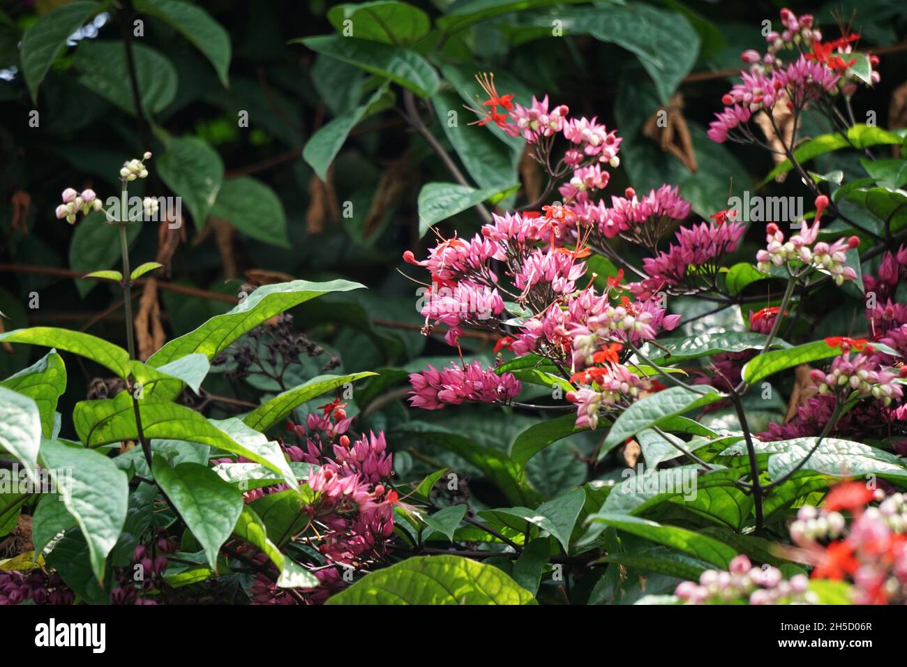 Daphnes flower on the tree. Daphnes are plants with a genus of between ...