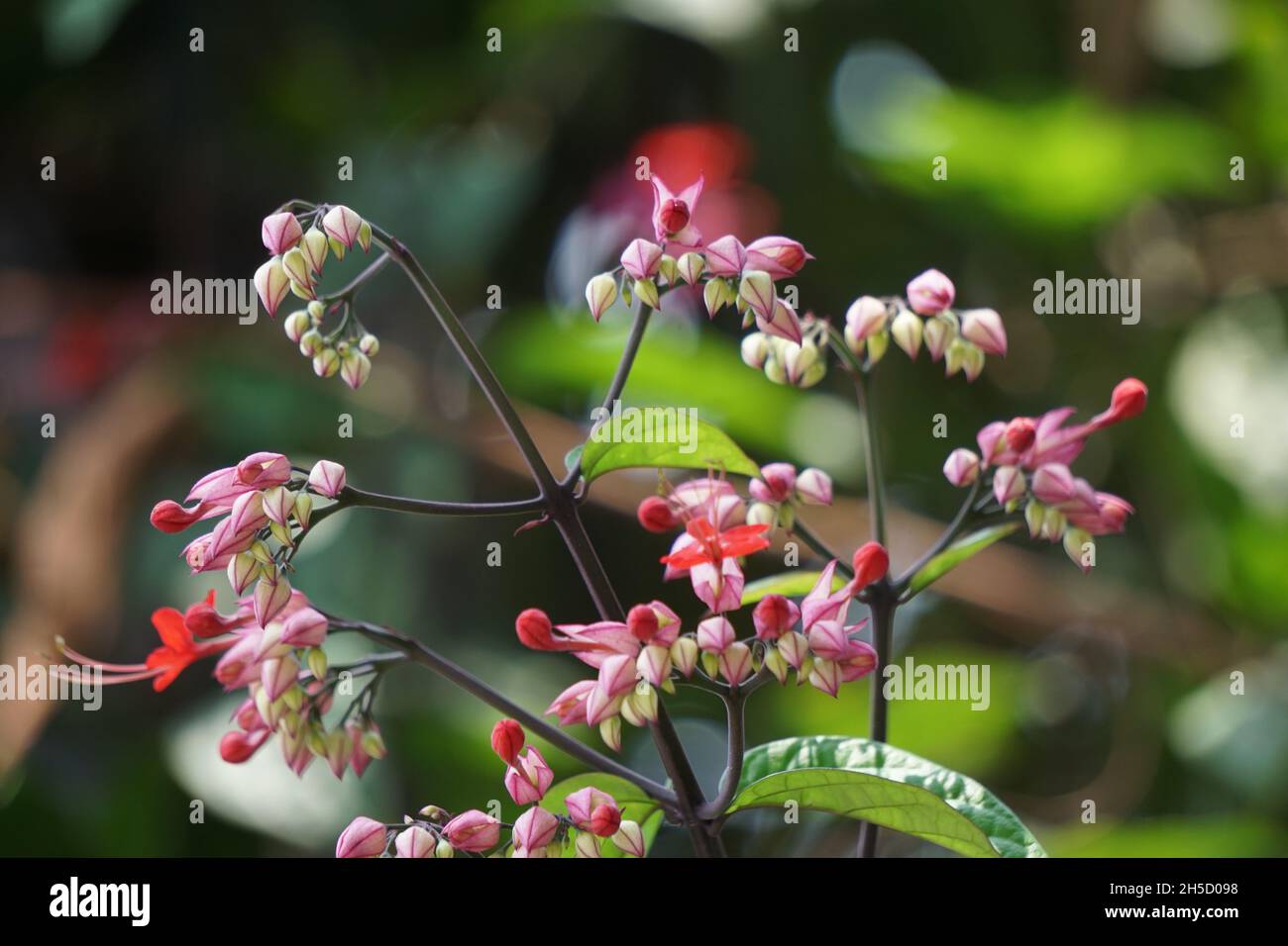 Daphnes flower on the tree. Daphnes are plants with a genus of between ...