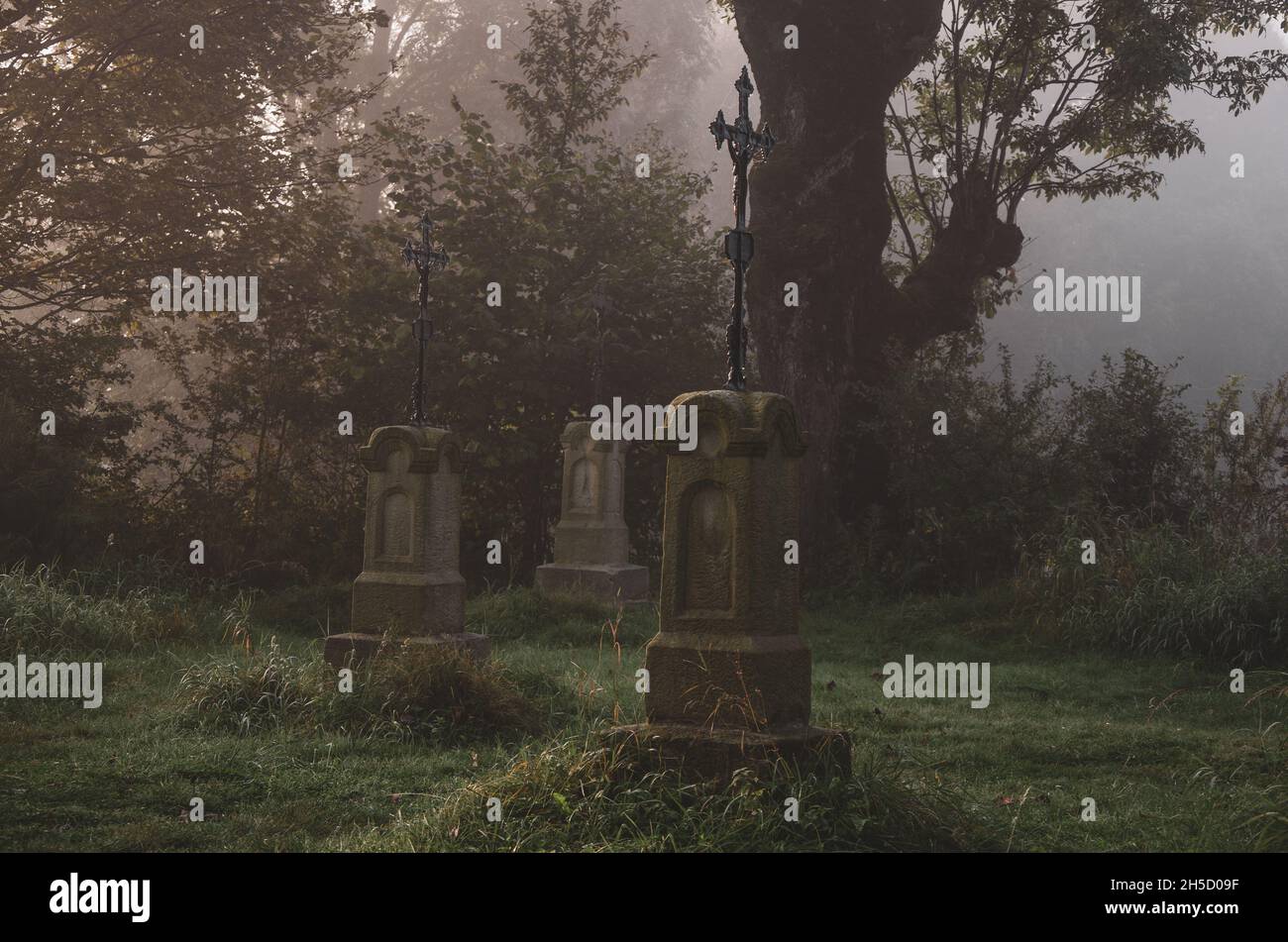 Stone tombs in the dark forest cemetery under old high trees on a foggy ...