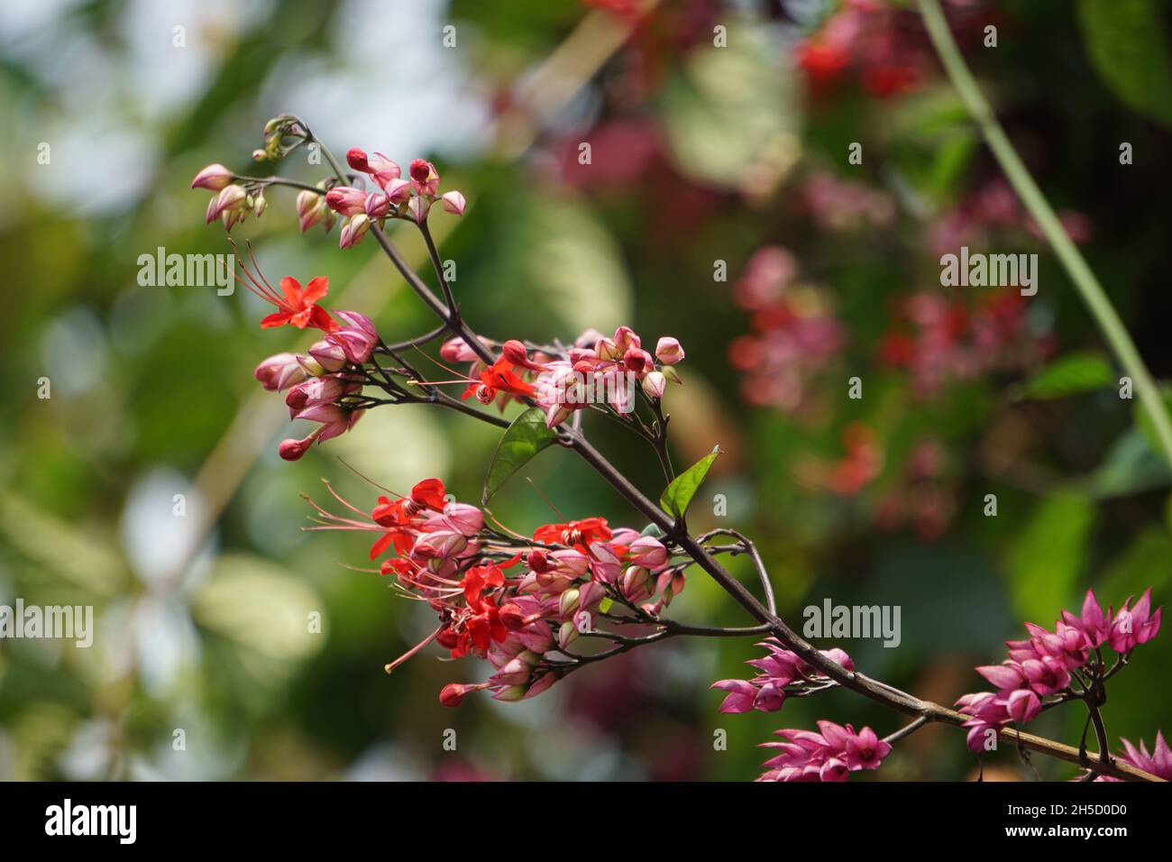 Daphnes flower on the tree. Daphnes are plants with a genus of between ...