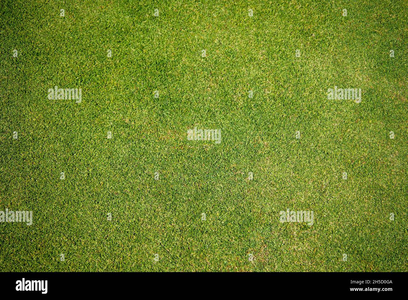 Thick course grass hi-res stock photography and images - Alamy